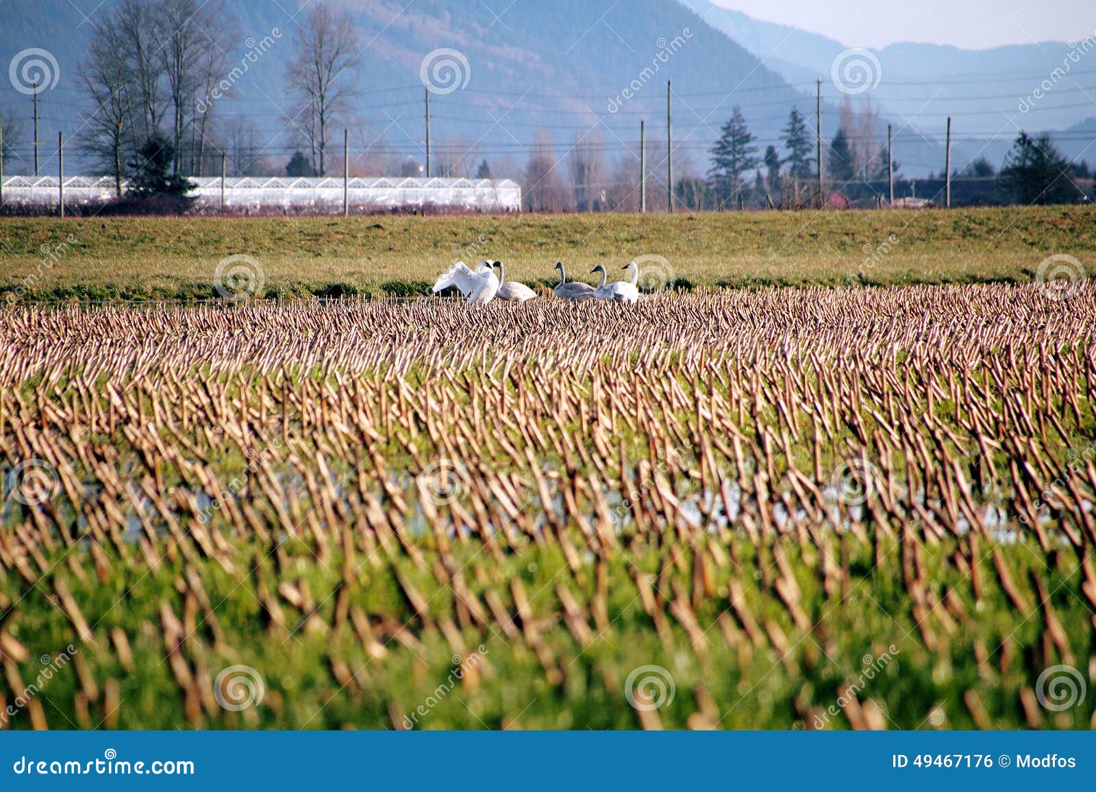 Snow Geese in a Corn Field stock photo. Image of canada - 49467176