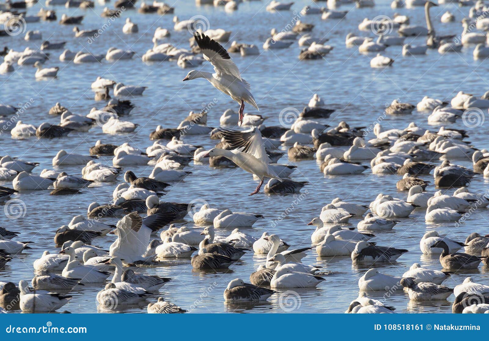 Snow geese fall migration stock image. Image of environmental - 108518161