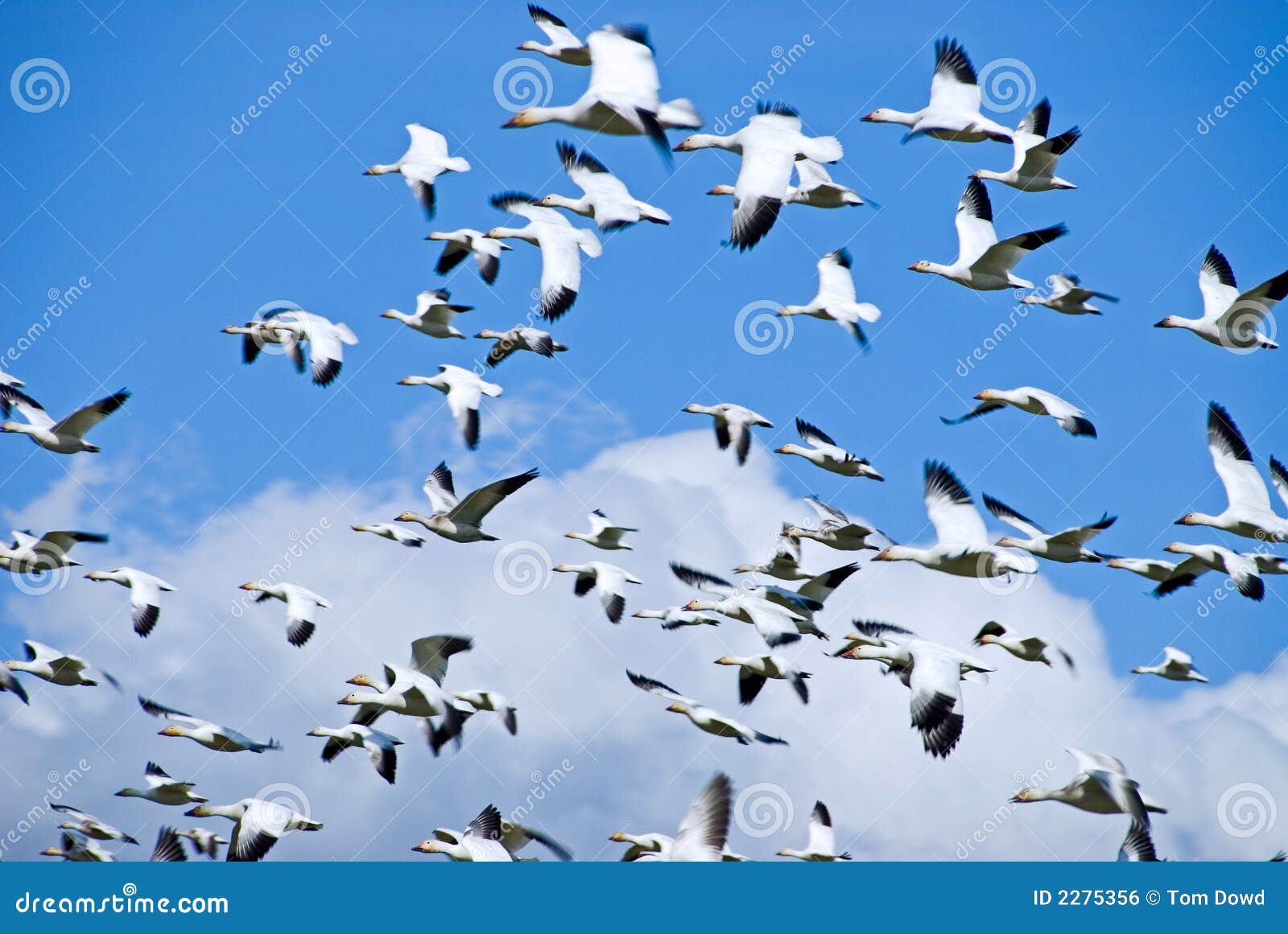 Snow Geese in Flight stock photo. Image of blue, black - 2275356