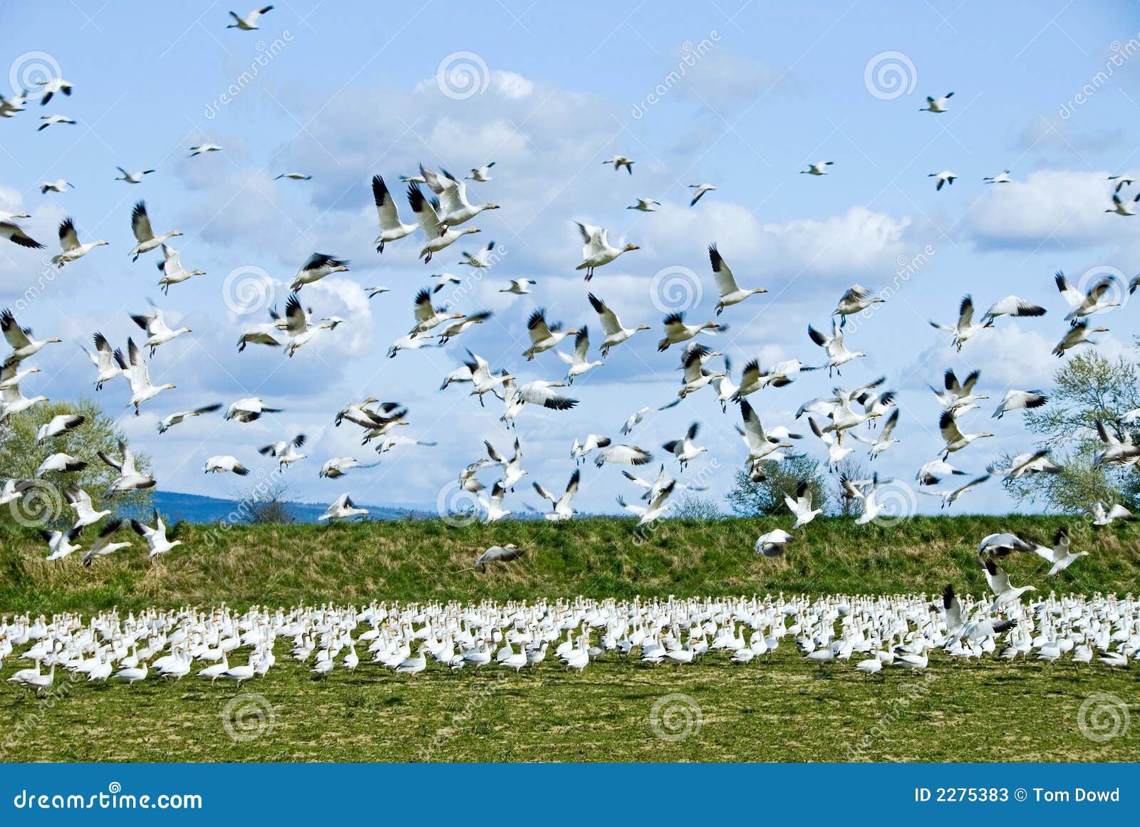 Snow Geese Flock stock image. Image of migrate, flock - 2275383