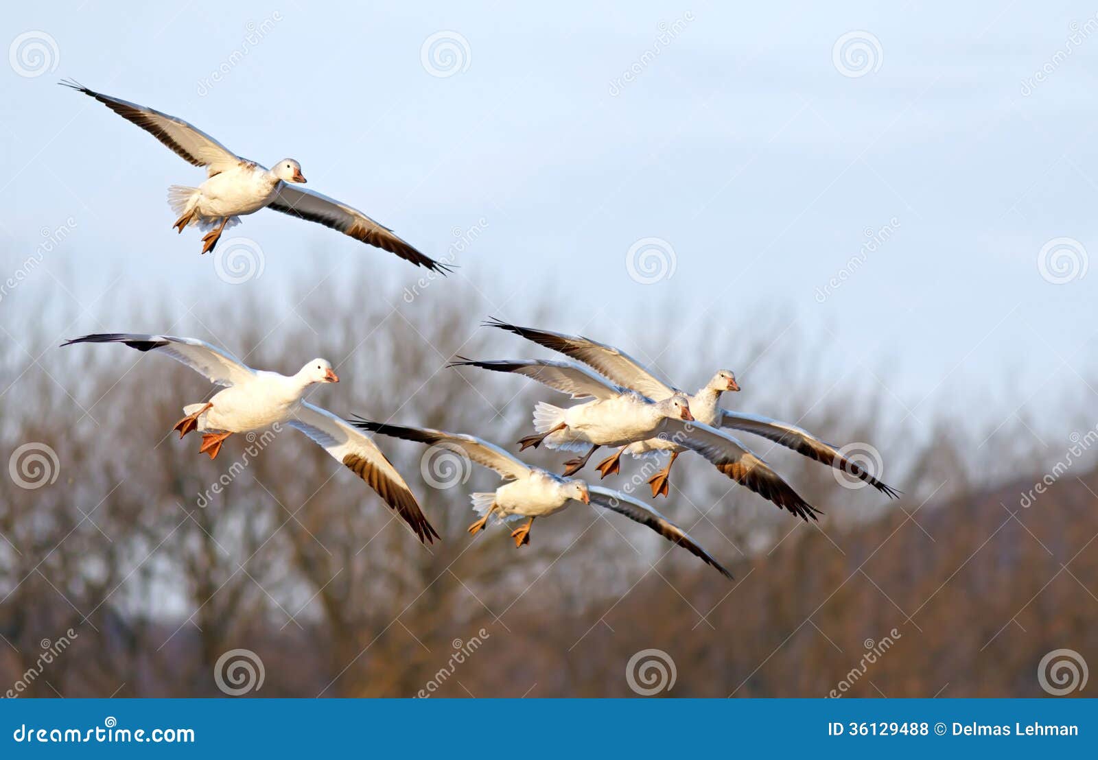 Snow Geese Fly in for Landing Stock Photo - Image of graceful ...