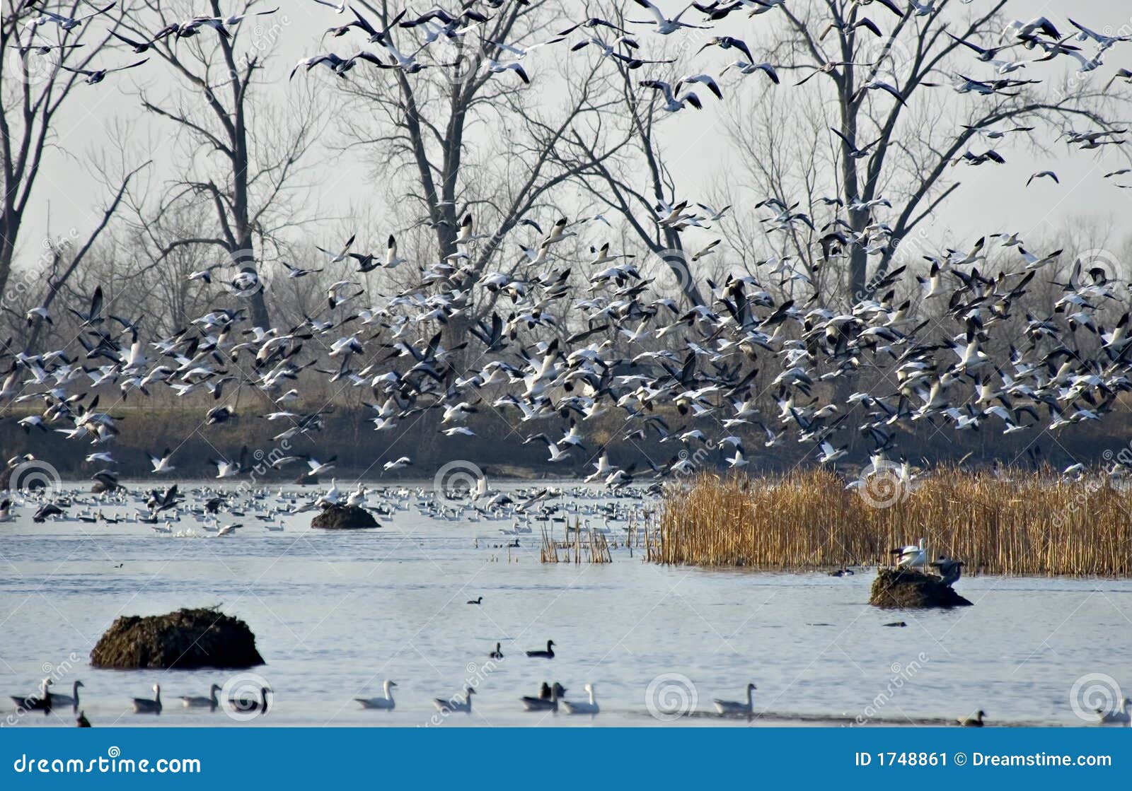 Snow Geese Flying stock image. Image of outdoors, snow - 1748861