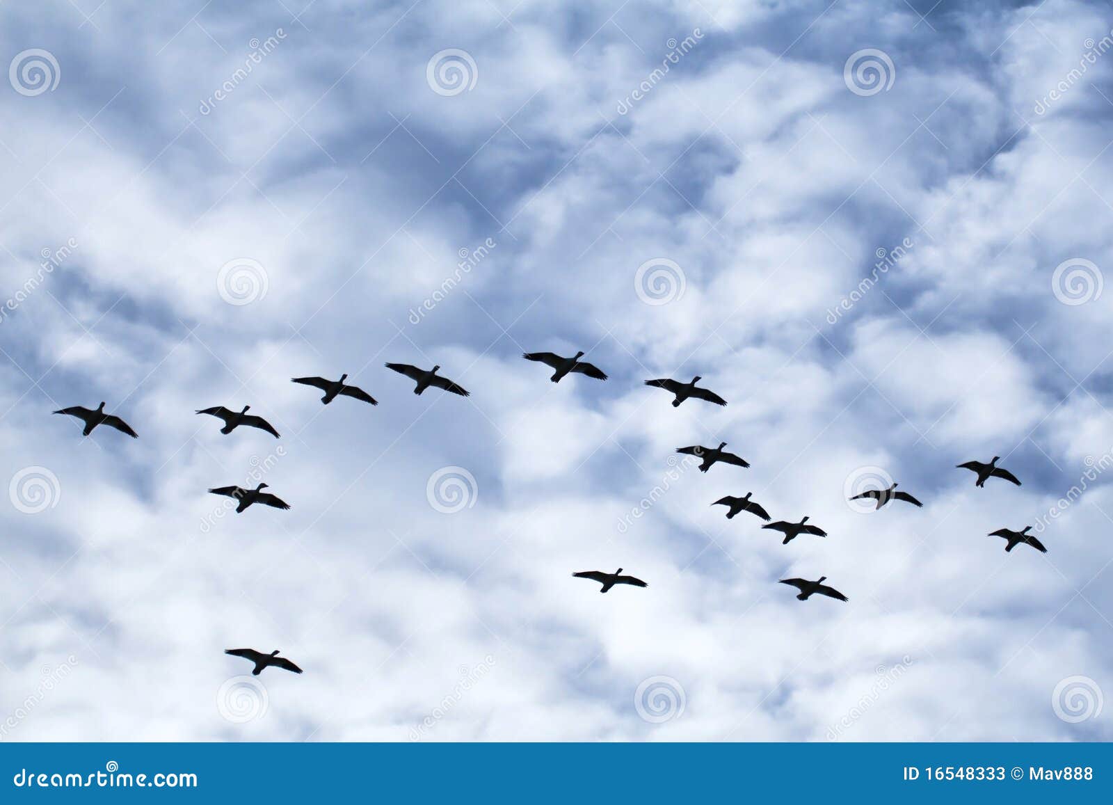 Snow Geese Flying in Formation Stock Image - Image of chen, waterfowl ...