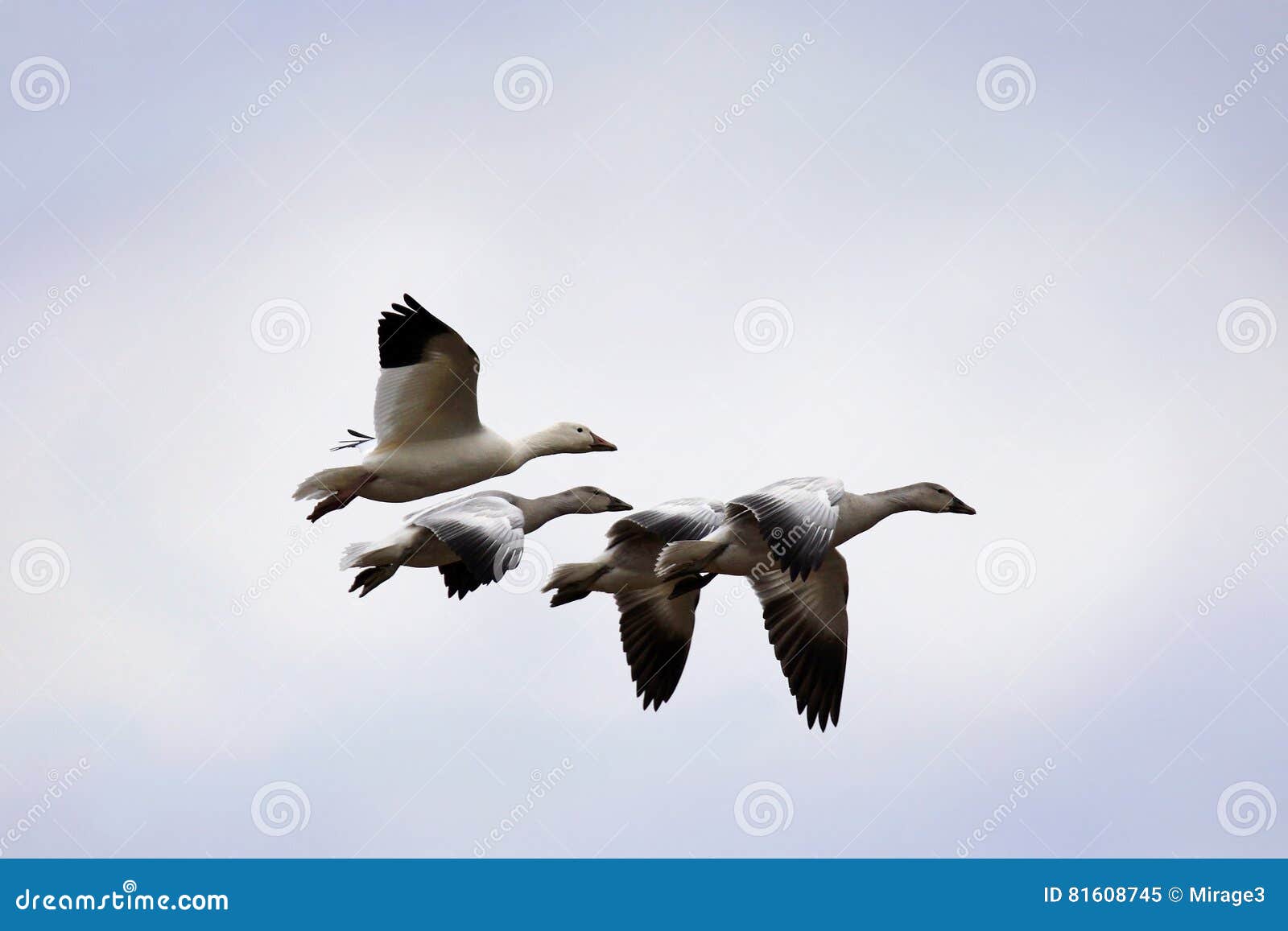 Snow Geese and Goslings in Flight Stock Image - Image of nature, female ...