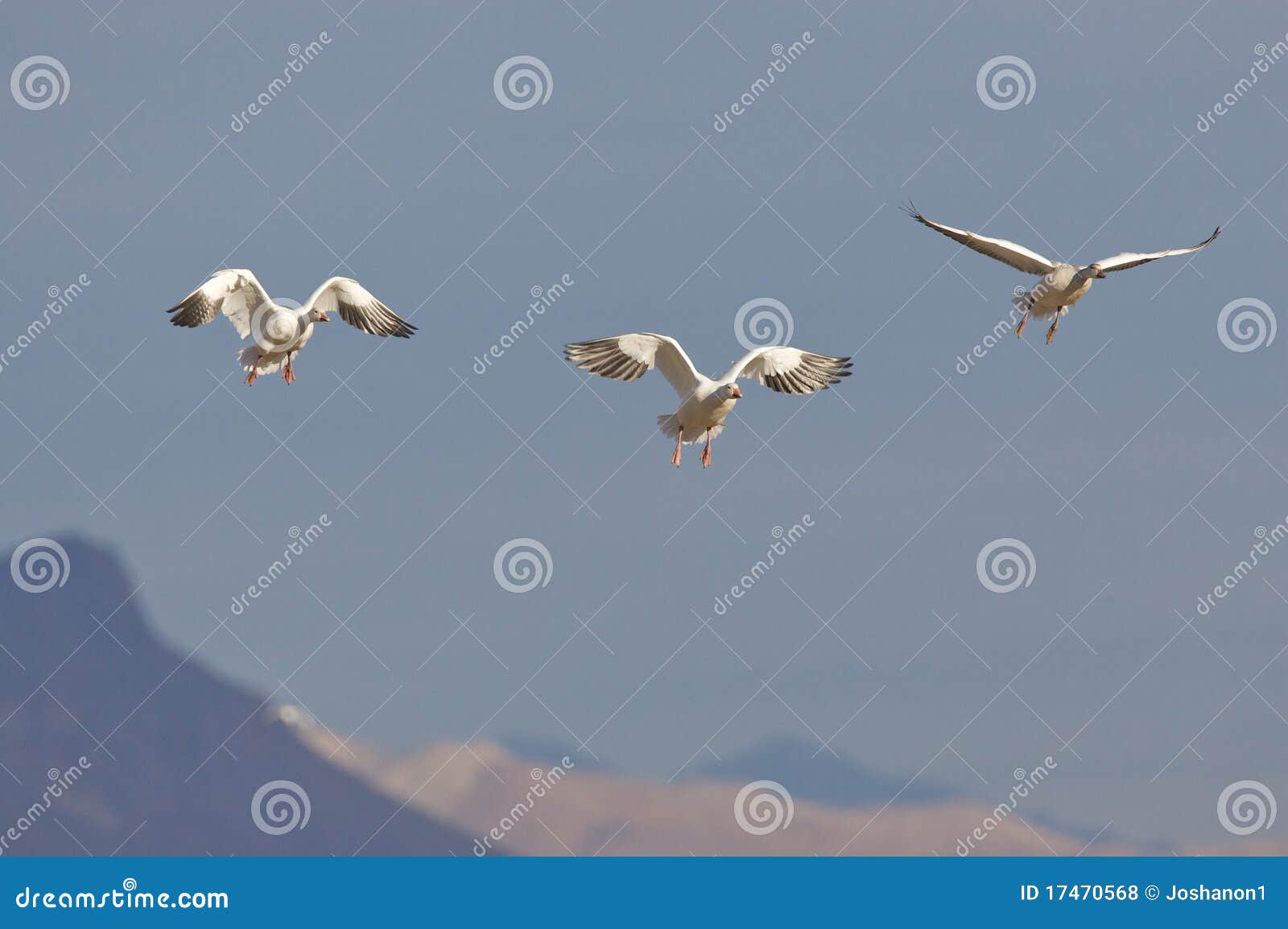 Snow Geese Landing stock photo. Image of flock, landscape - 17470568