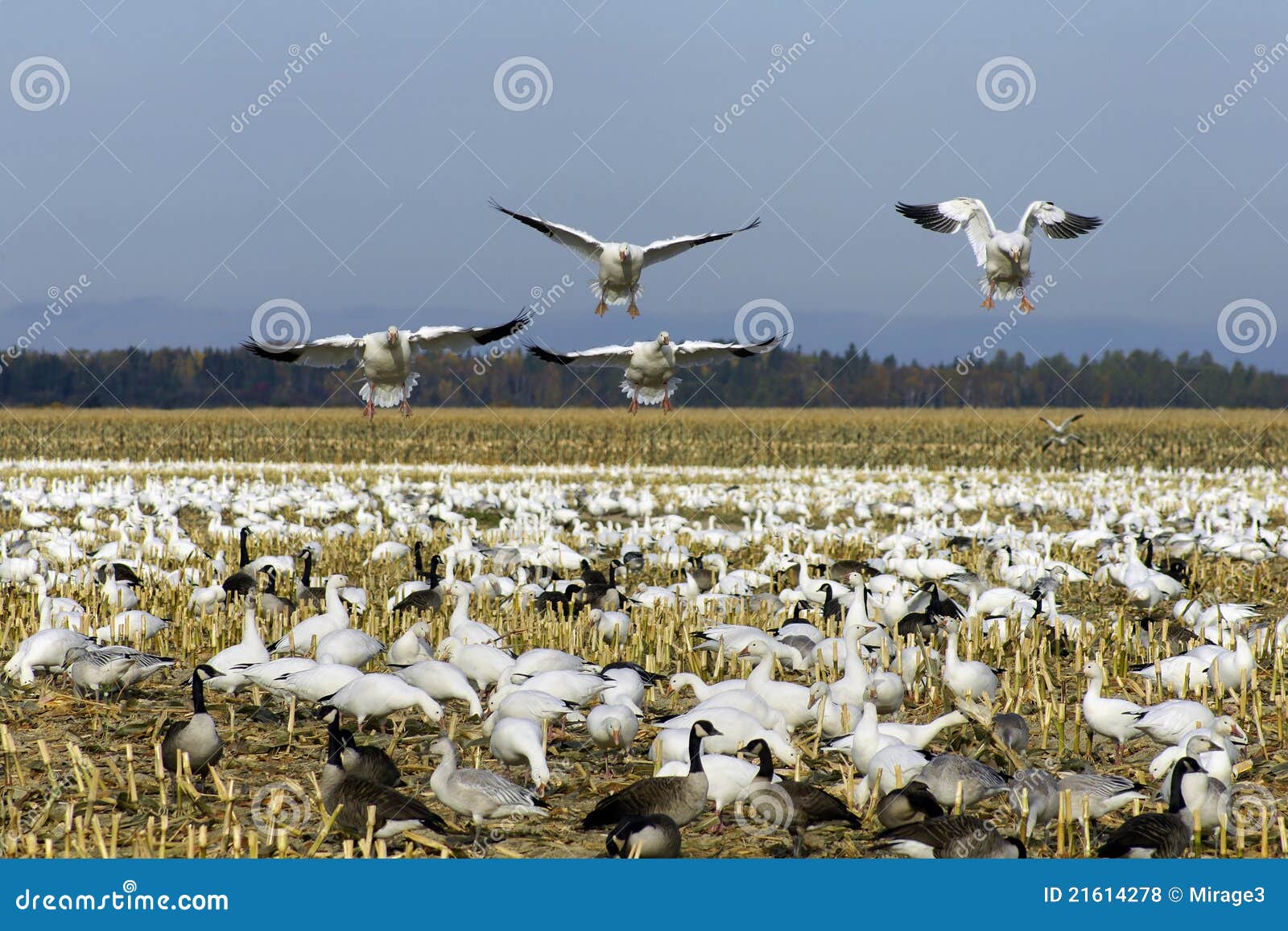 Snow geese landing stock photo. Image of canadian, direction - 21614278