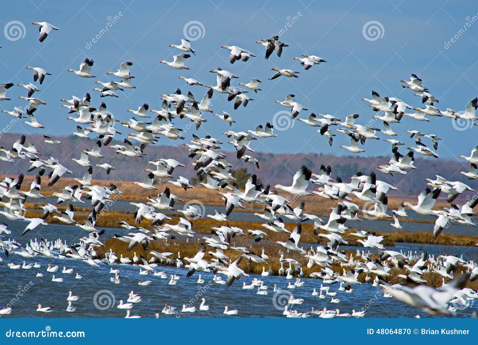 Snow Geese Lift Off stock photo. Image of caerulescens - 48064870