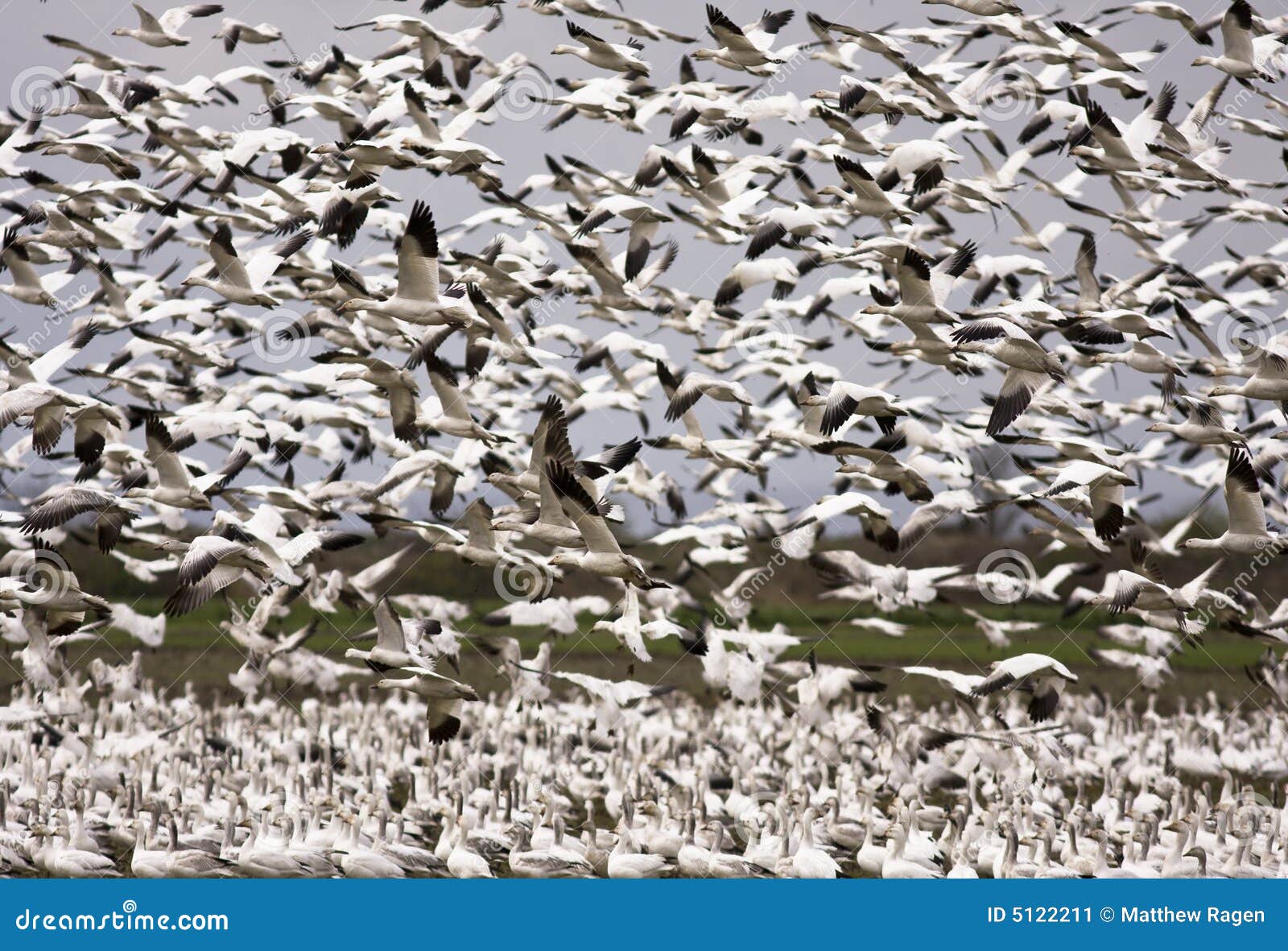 Snow Geese Migration stock image. Image of field, migrating - 5122211