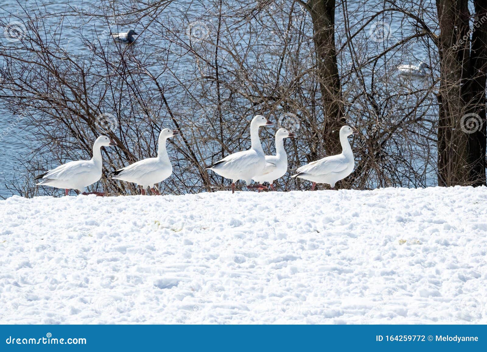 Snow Geese in the Snow stock photo. Image of wings, snow - 164259772