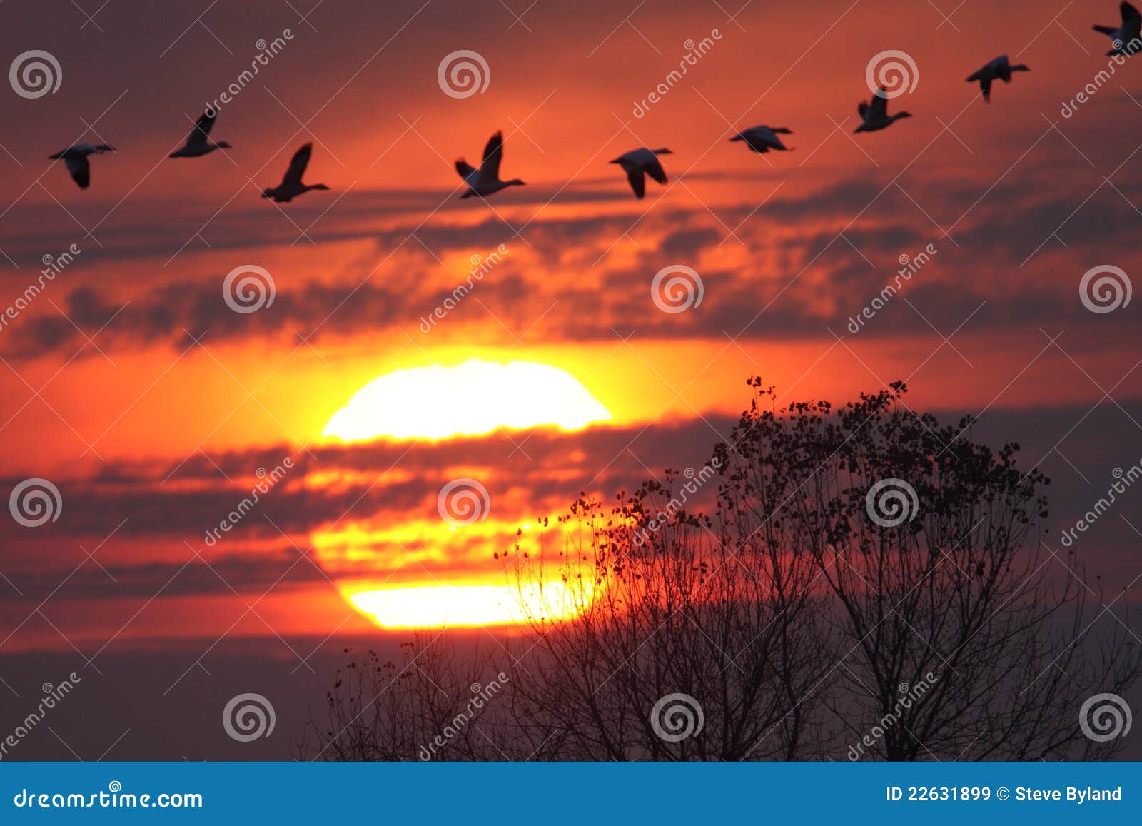 Snow Geese at Sunset stock image. Image of feathers, yellow - 22631899