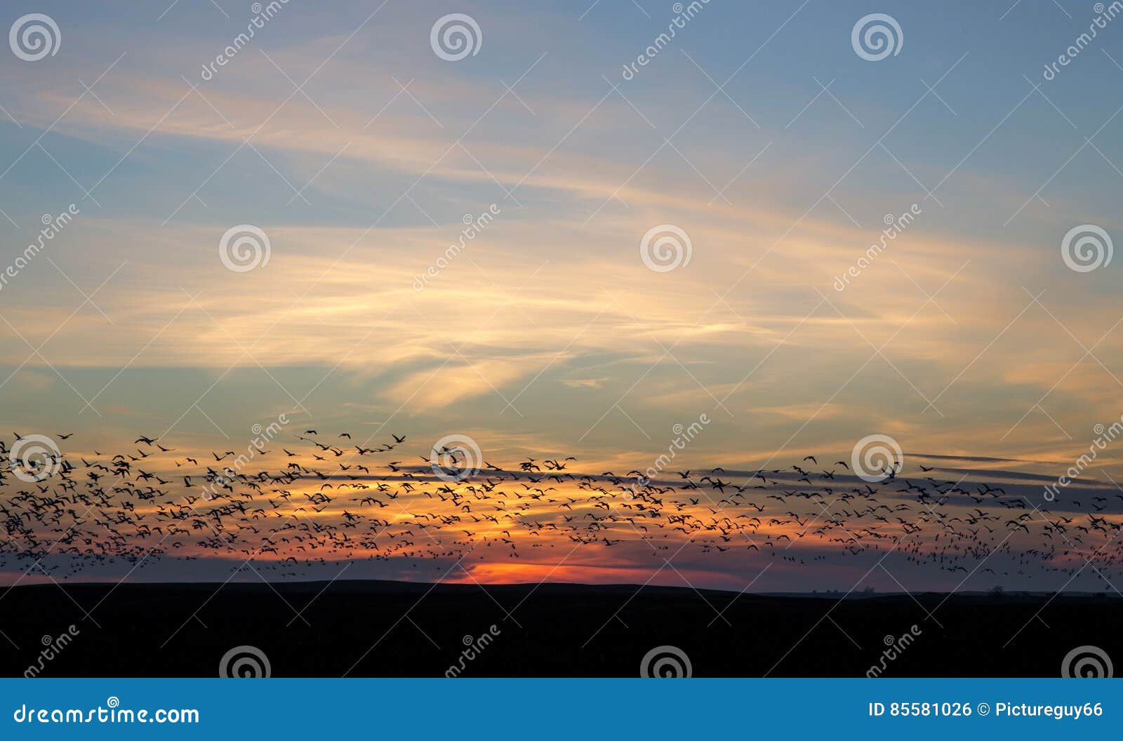 Snow Geese at Sunset stock photo. Image of migration - 85581026
