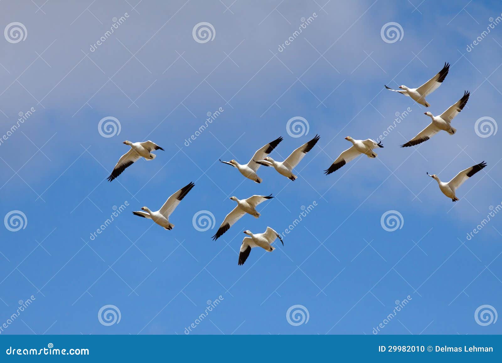 Snow Geese in Flight stock photo. Image of migratory - 29982010