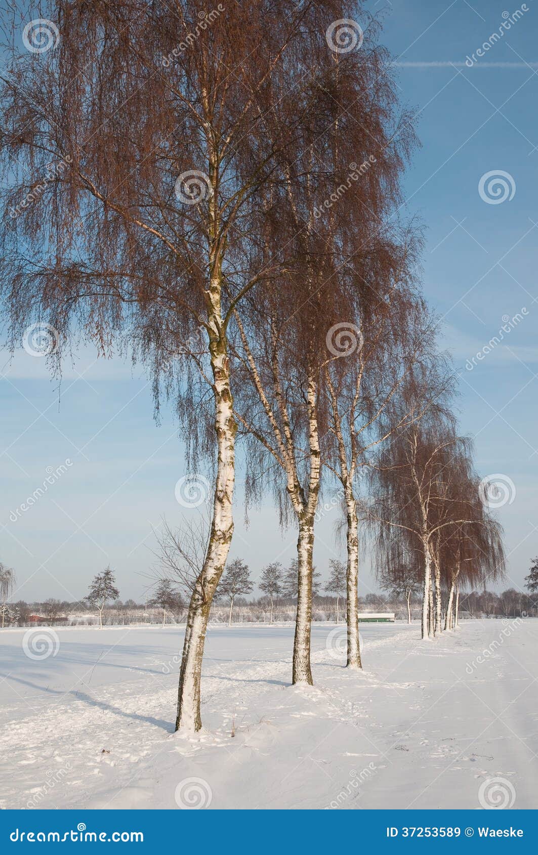 Snow in germany stock image. Image of germany, cold, trees - 37253589