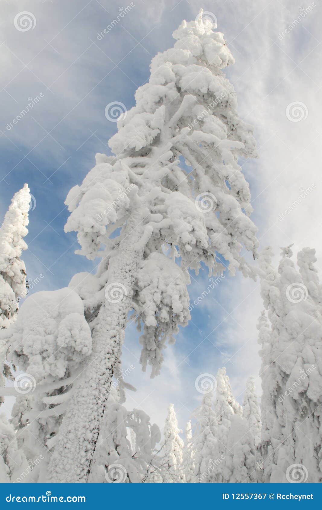 Snow Ghost Tree stock image. Image of tree, sunny, canada - 12557367