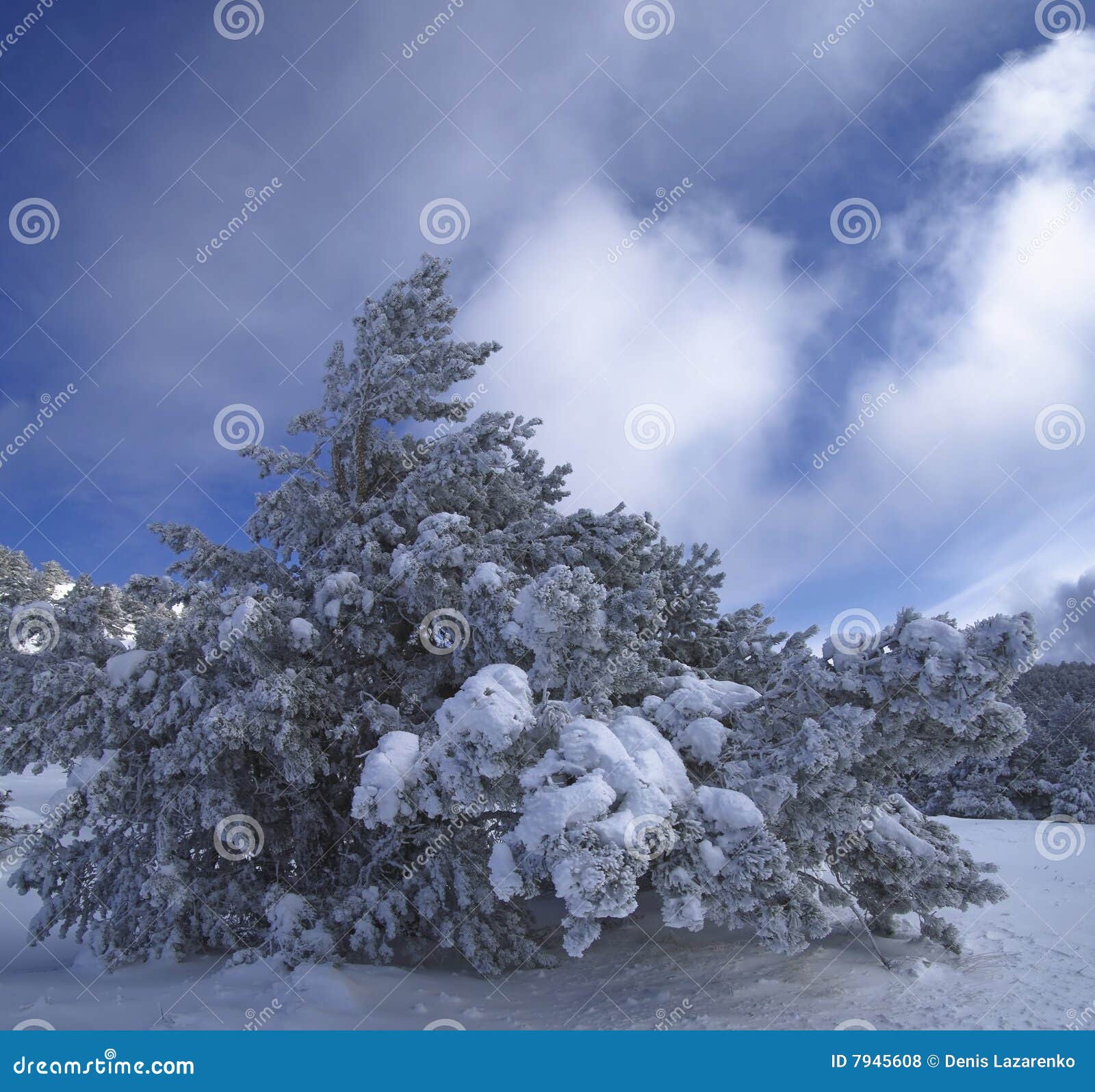 Snow giant stock photo. Image of blue, cold, tree, mountains - 7945608
