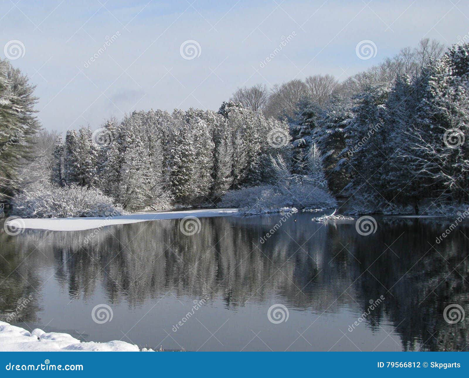 Snow Glistening in the Trees Stock Photo - Image of branches, bare ...