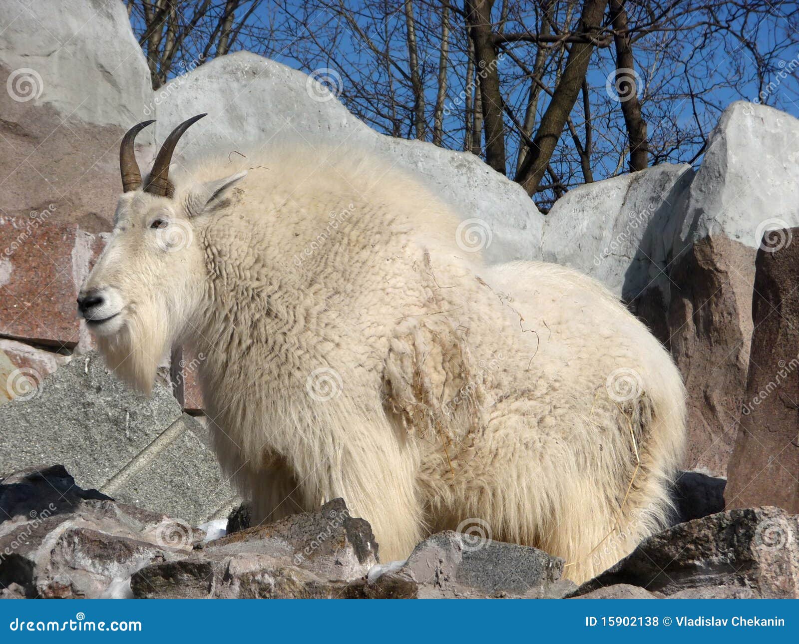 Snow goat stock photo. Image of sunny, stone, beautiful - 15902138
