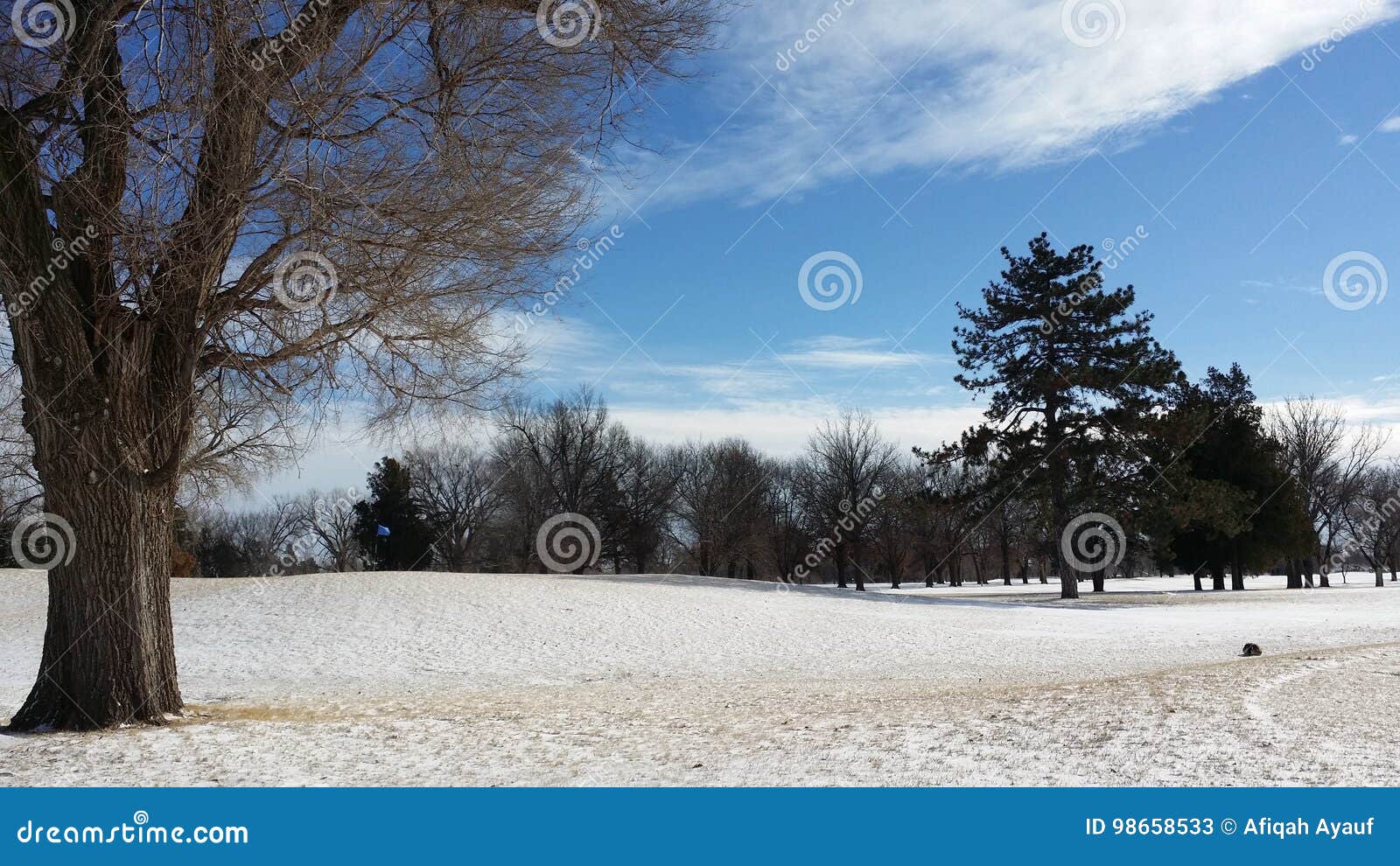 Snow in a Golf Course stock image. Image of trees, geese - 98658533