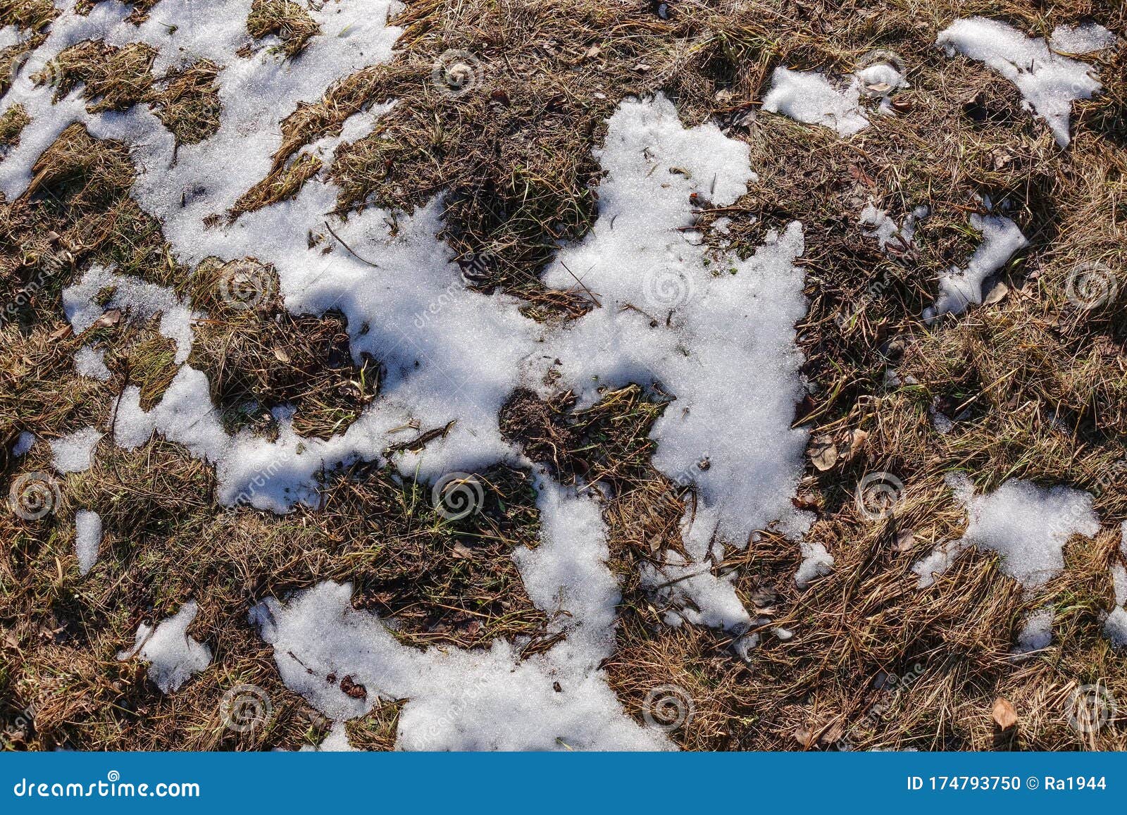 The Snow is almost Gone. through the Thaw of Snow Dry Grass is Visible ...