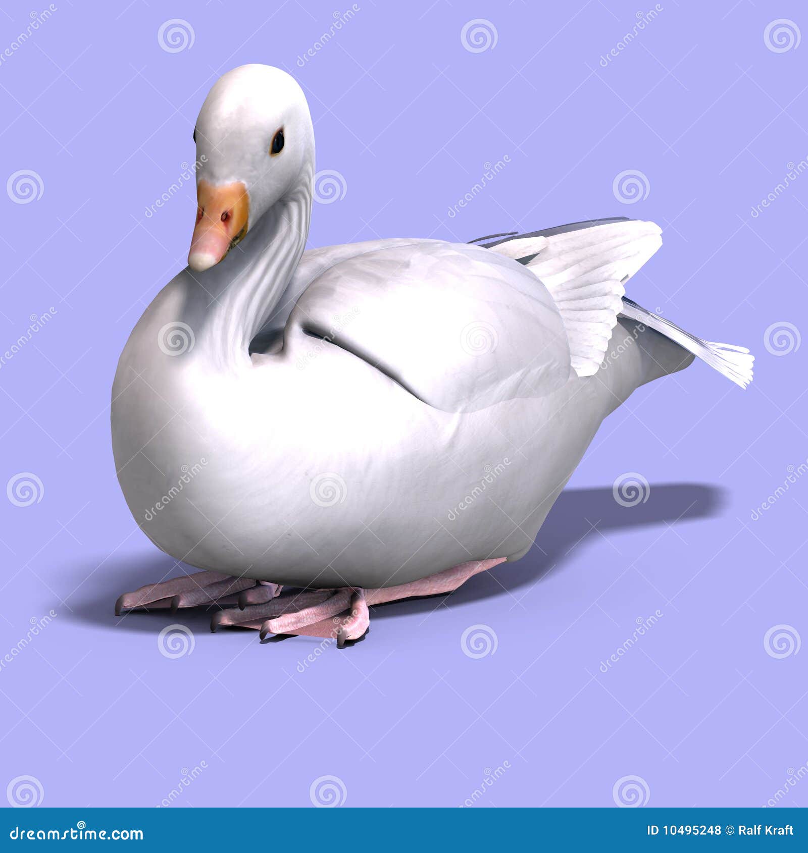 Snow goose stock illustration. Illustration of poult - 10495248