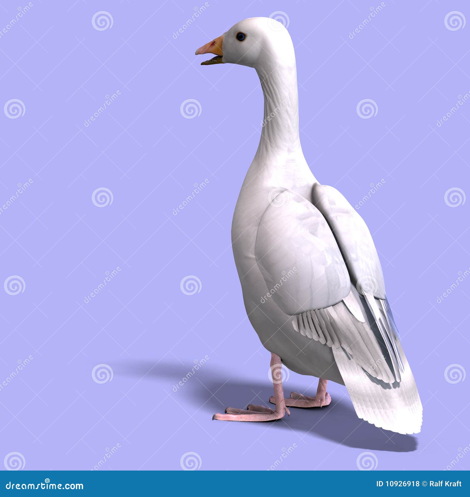 Snow goose stock illustration. Illustration of canard - 10926918