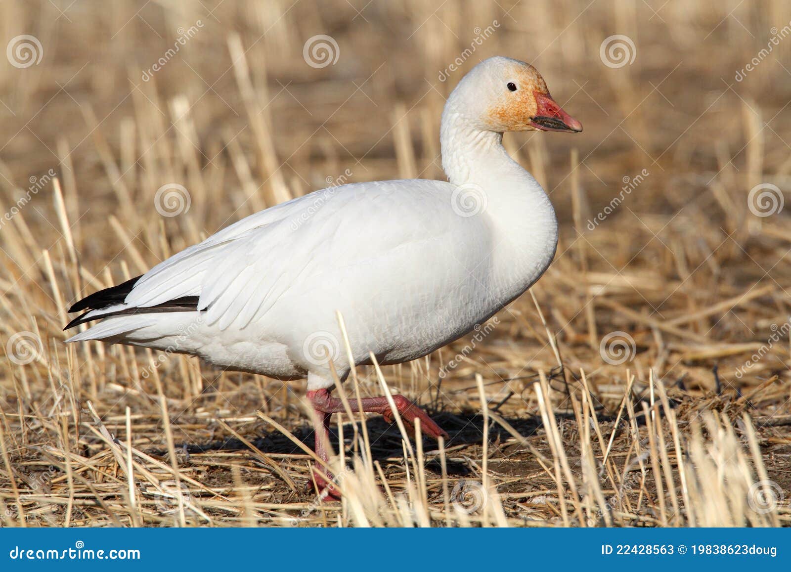Snow Goose stock image. Image of beak, nature, bird, white - 22428563