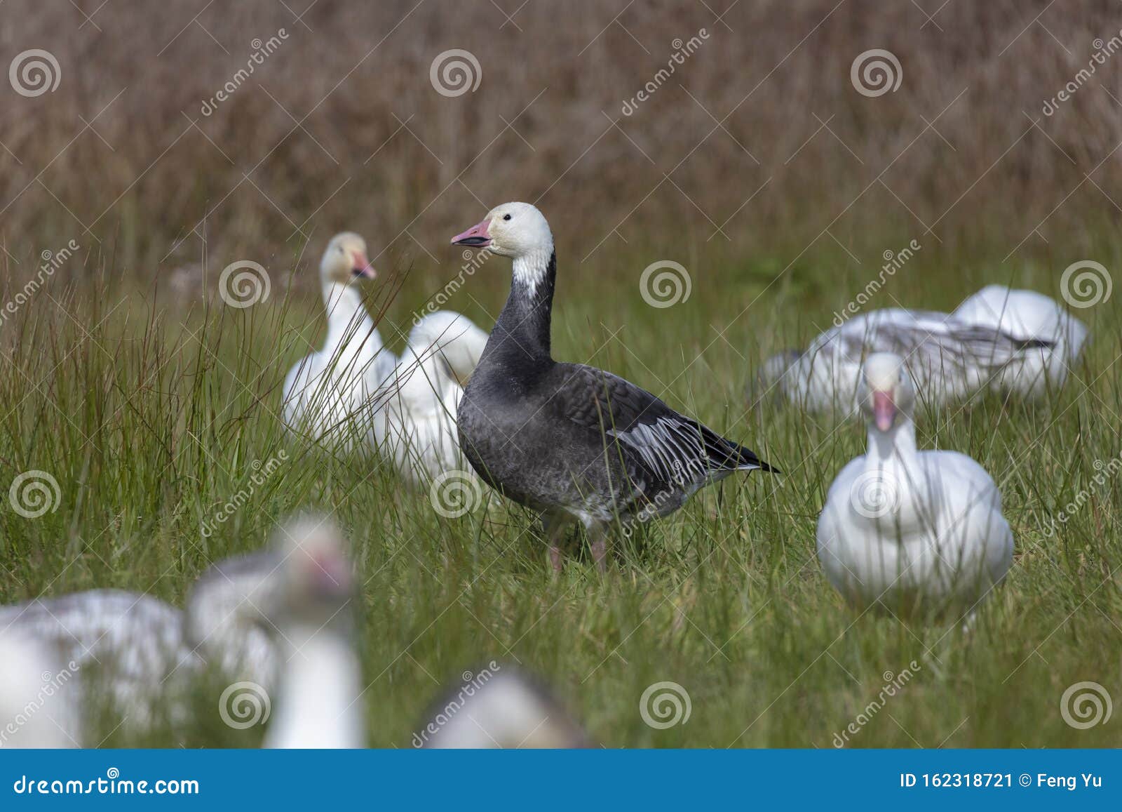 Snow Goose blue-morph stock image. Image of goose, wildlife - 162318721