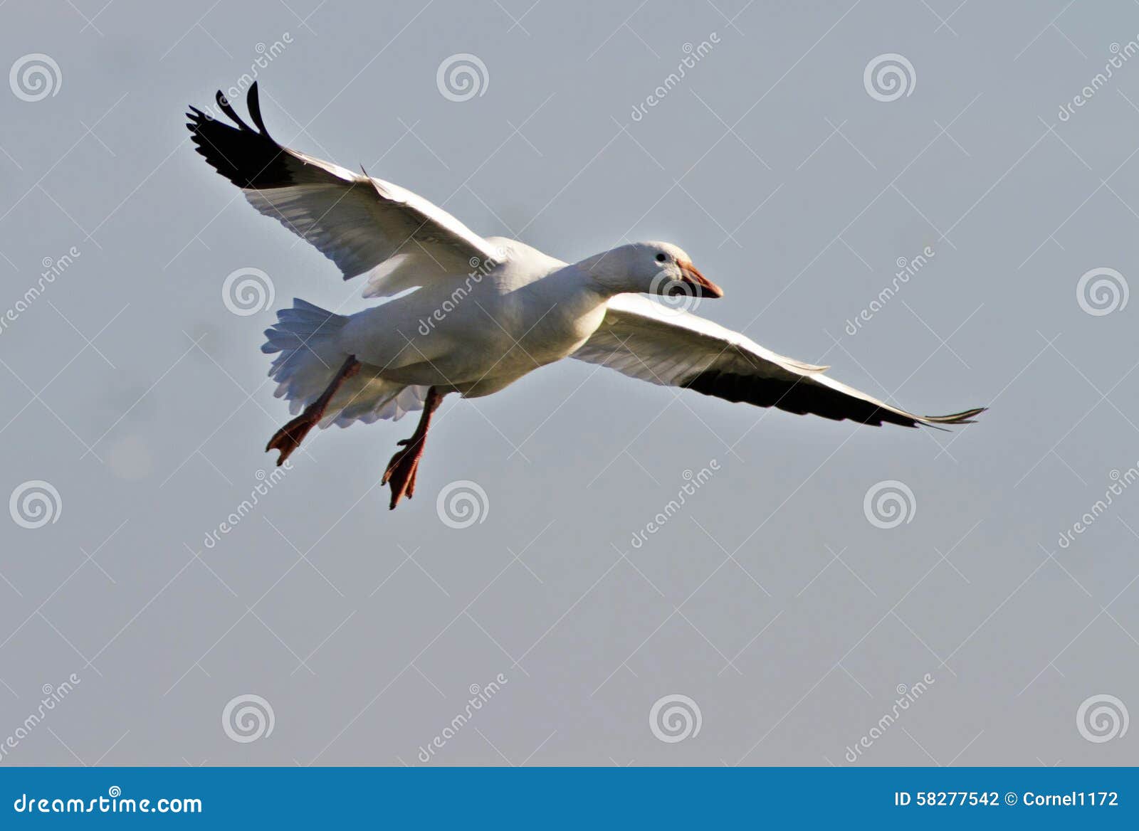 Snow Goose stock photo. Image of spring, blue, birds - 58277542
