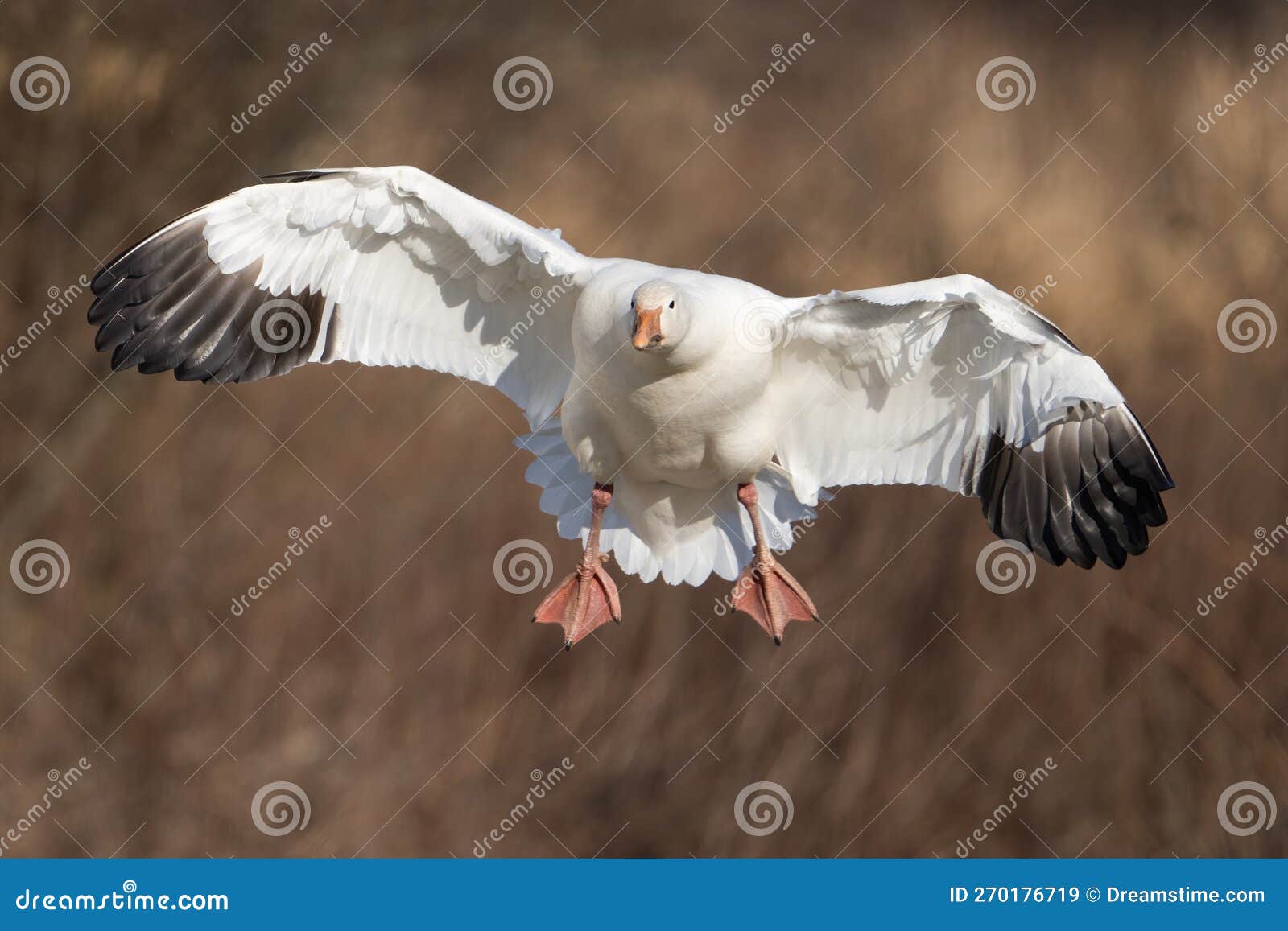 Snow Goose stock image. Image of goose, snow, white - 270176719