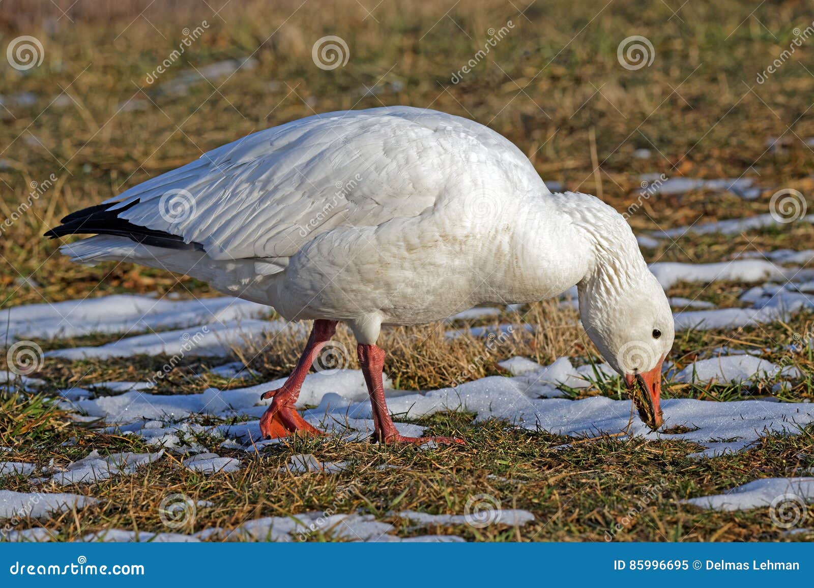 Snow Goose Spread Them Wings. Royalty-Free Stock Photography ...