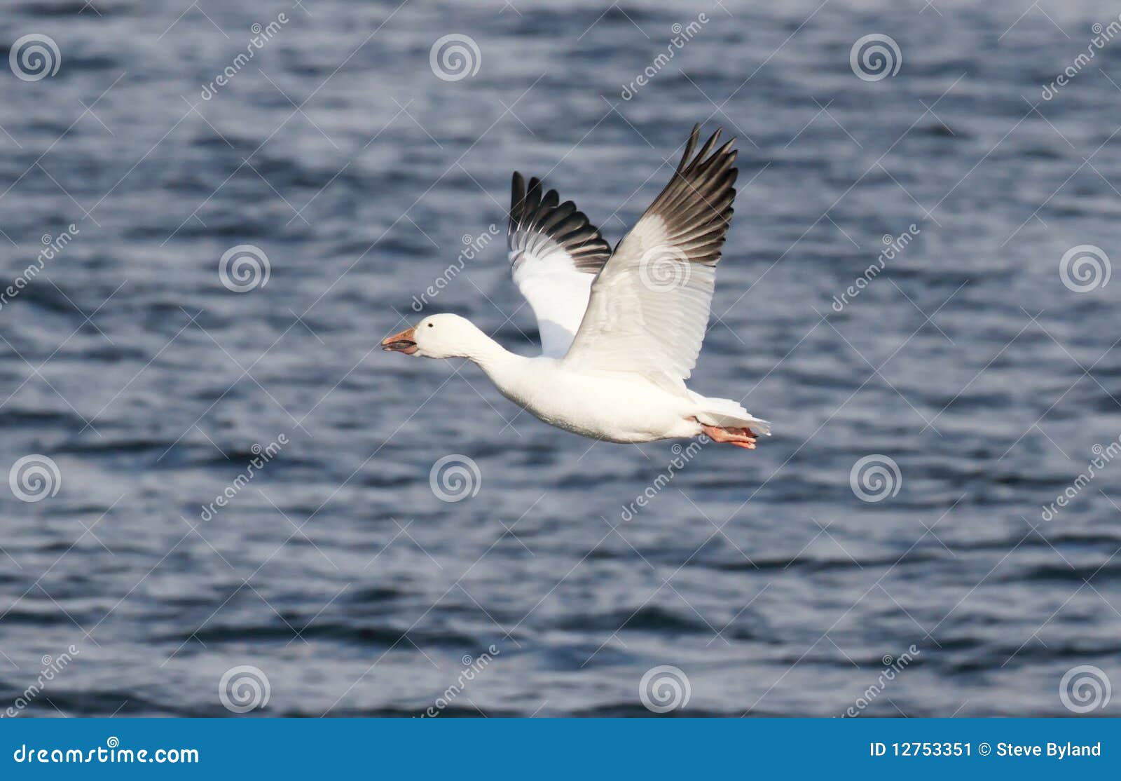 Snow Goose in Flight stock image. Image of caerulescens - 12753351