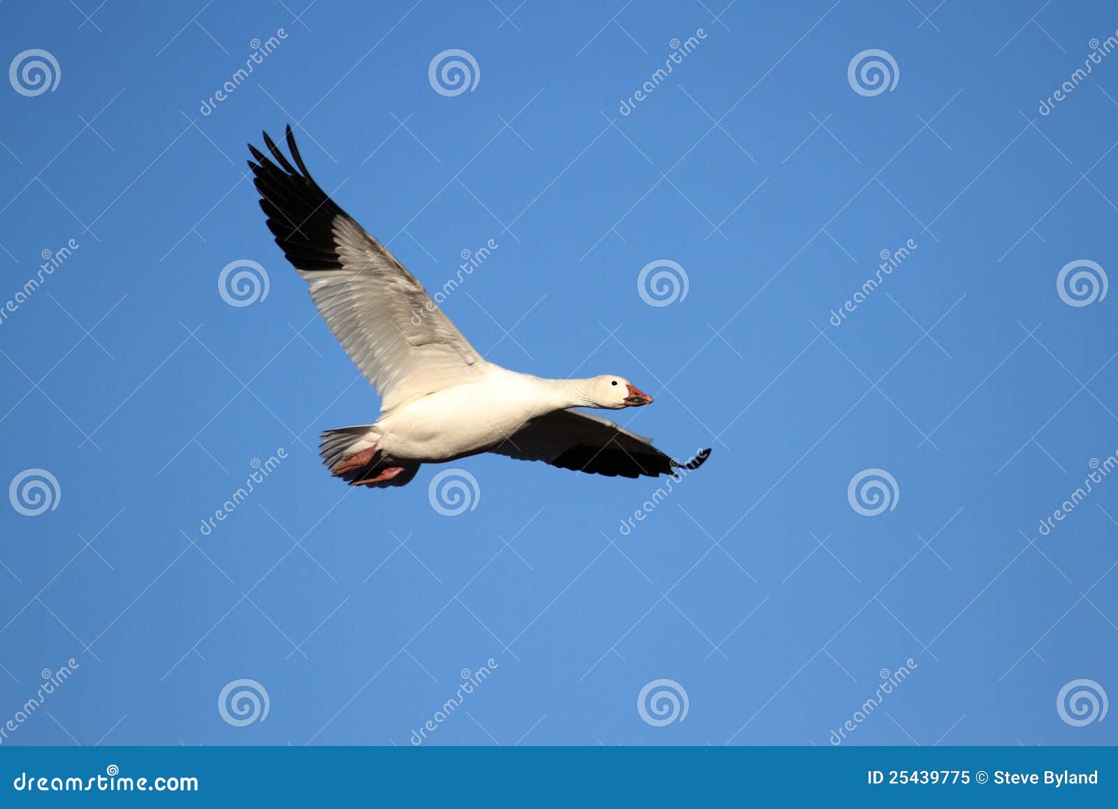 Snow Goose in Flight stock image. Image of goose, avian - 25439775