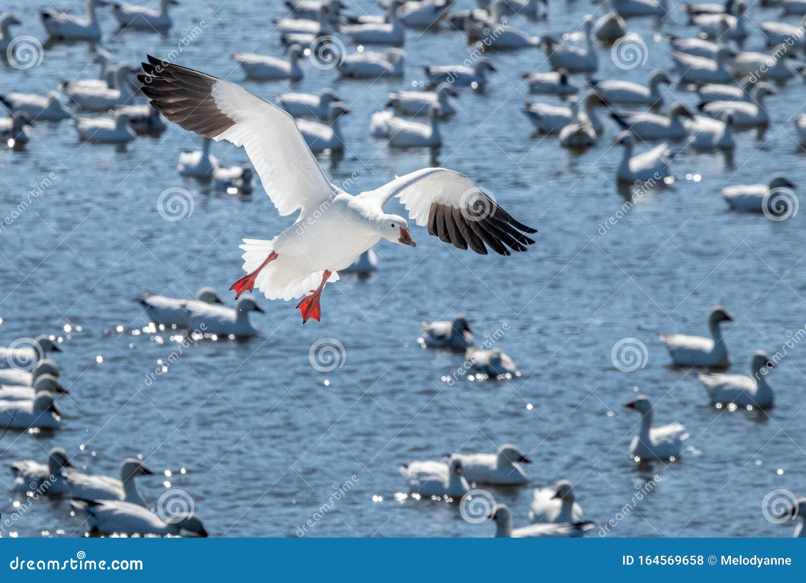 Snow Goose in Flight stock photo. Image of geese, flock - 164569658