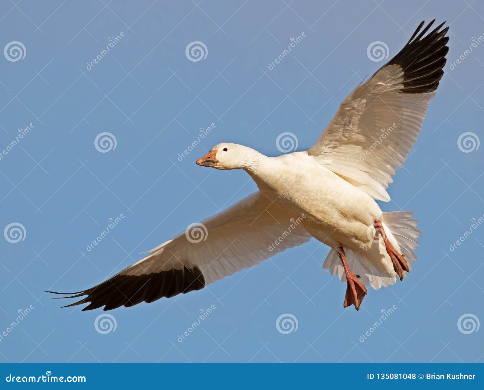 Snow Goose in Flight Wings Spread Stock Photo - Image of flight ...