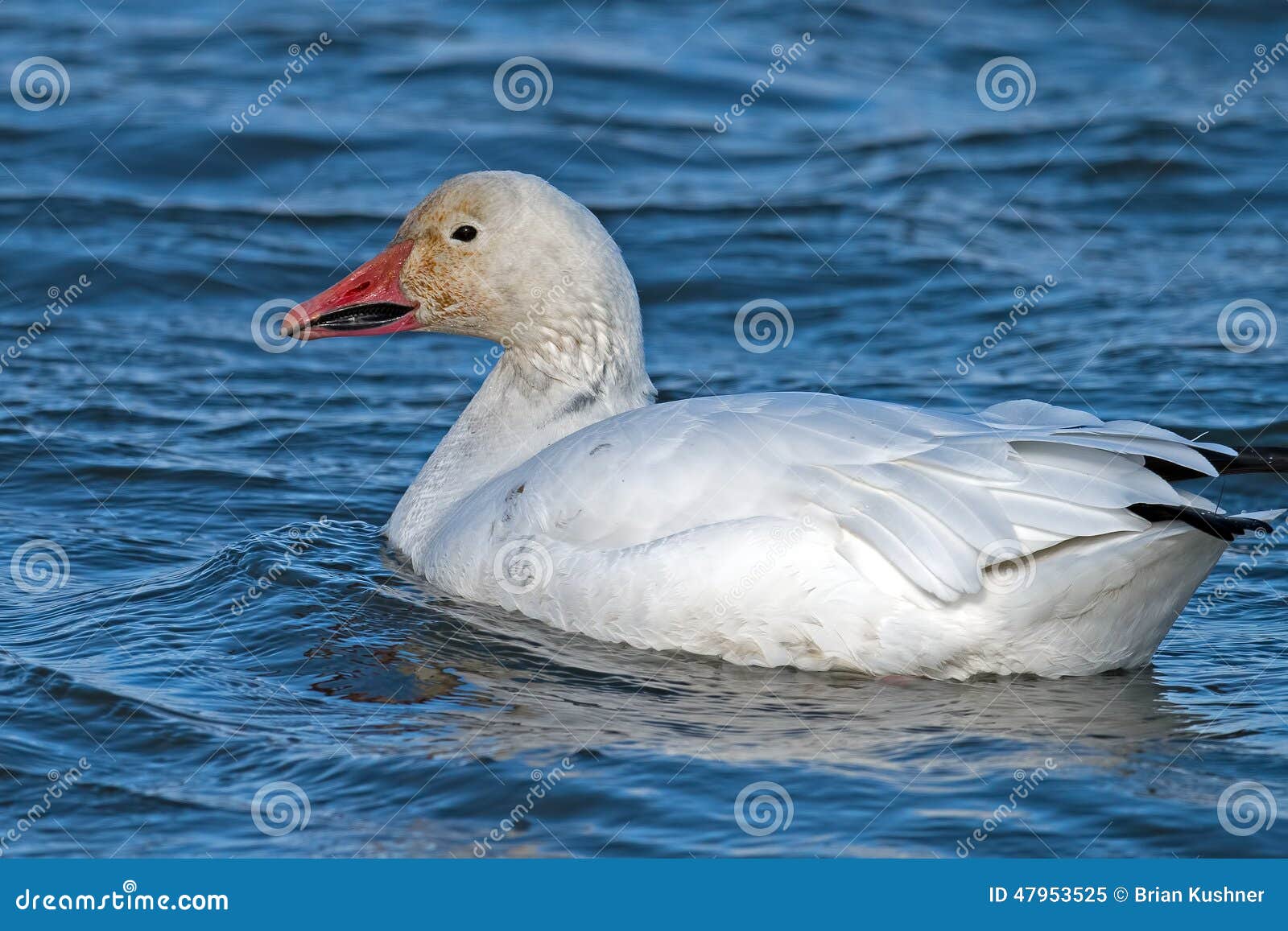 Snow Goose Spread Them Wings. Royalty-Free Stock Photography ...