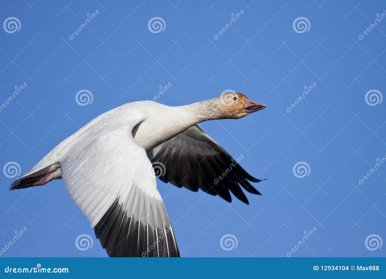 Snow goose flying stock photo. Image of flight, open - 12934104