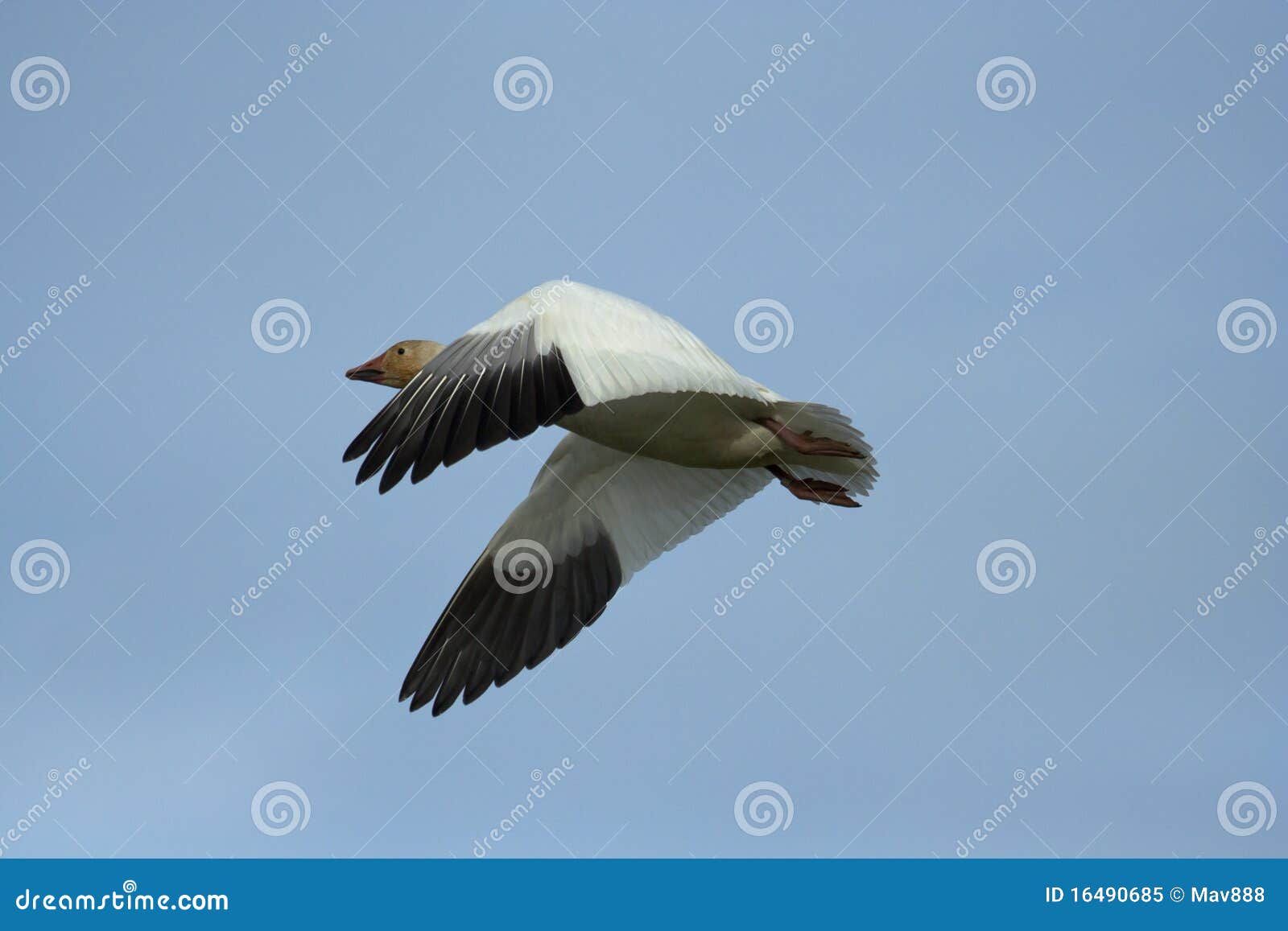 Snow goose flying stock image. Image of fowl, waterfowl - 16490685
