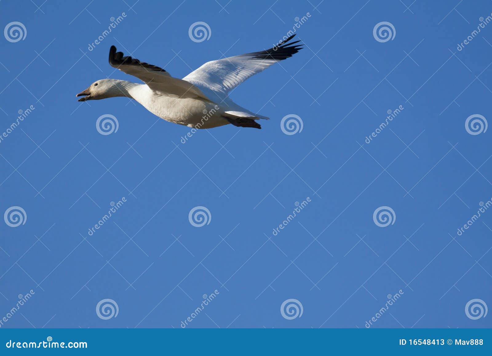 Snow goose flying stock image. Image of caerulescens - 16548413