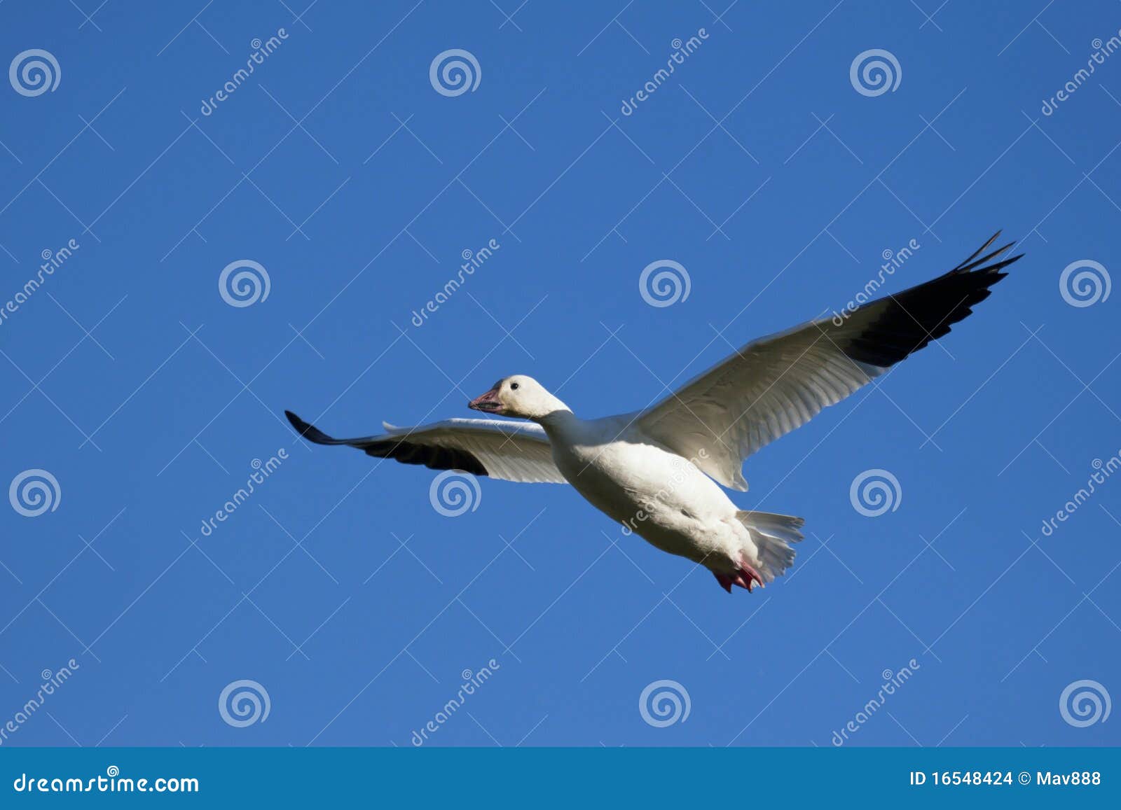 Snow goose flying stock photo. Image of goose, migration - 16548424