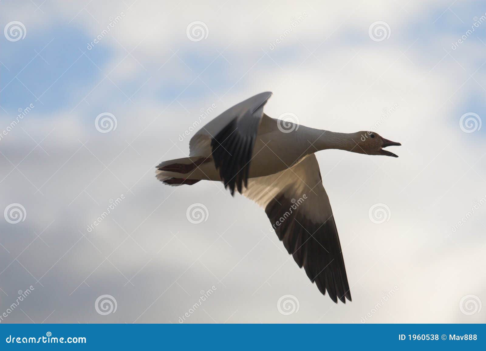 Snow goose flying stock photo. Image of flock, sunset - 1960538
