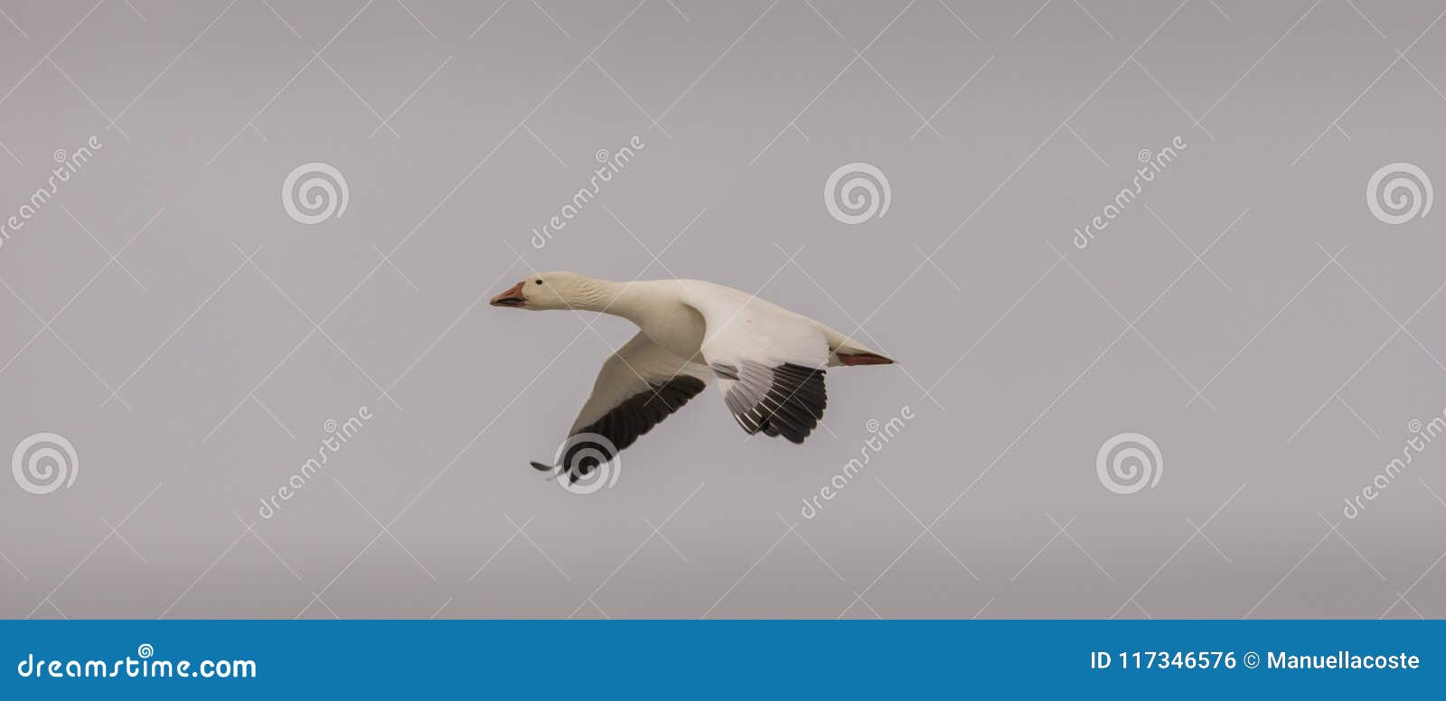 Snow Goose Flying Toward the Arctic Stock Photo - Image of wings ...
