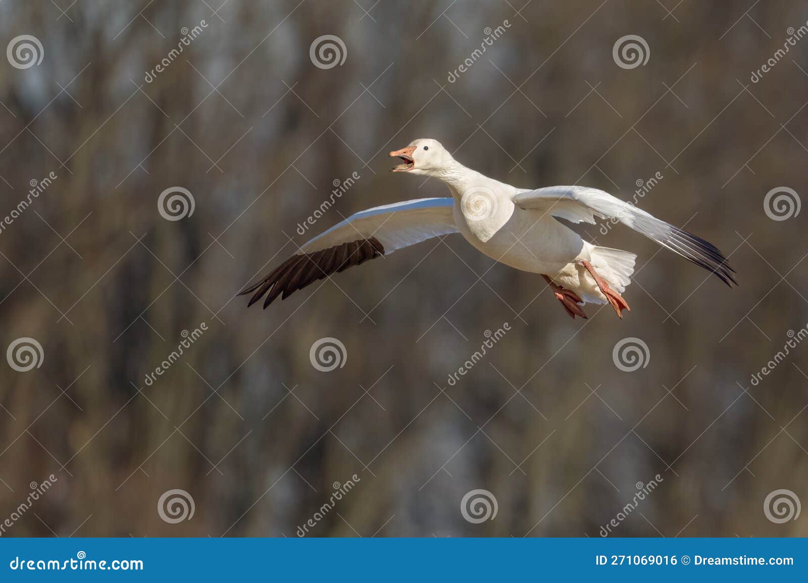 Snow Goose Honking stock photo. Image of anser, creek - 271069016