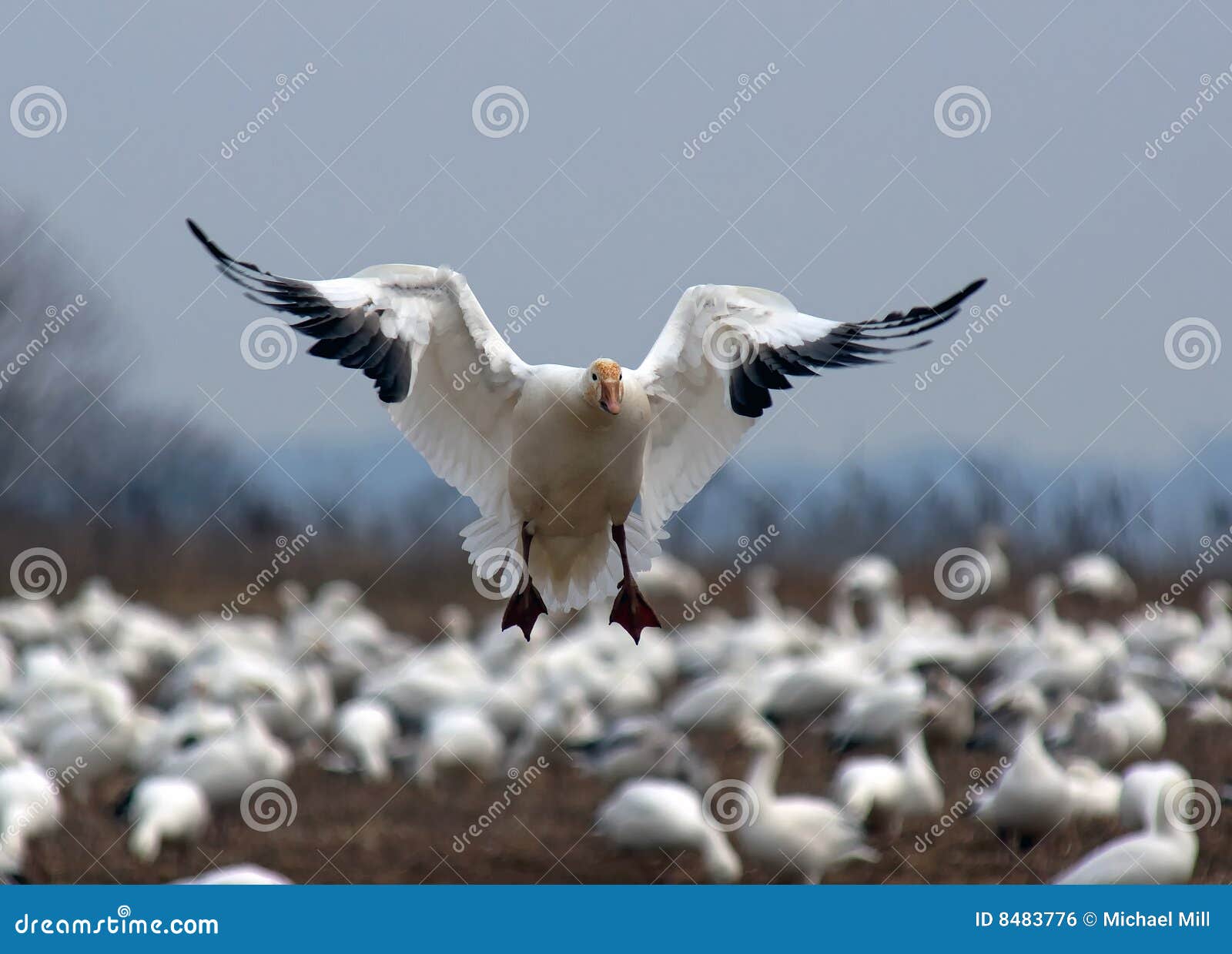 Snow Goose Landing stock photo. Image of wing, flock, migrate - 8483776