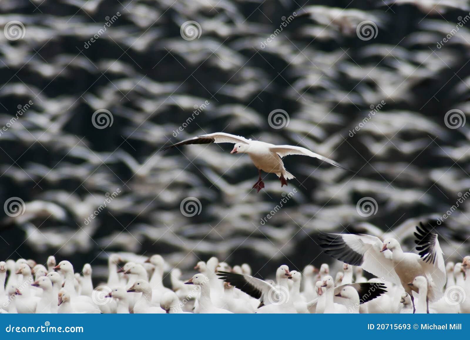 Snow Goose Landing in Large Flock Stock Image - Image of nature ...