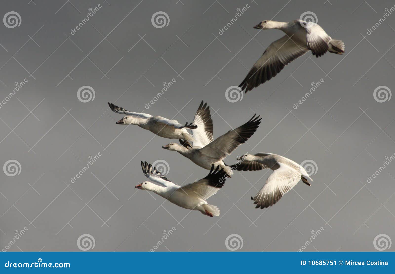 Snow Goose migration stock image. Image of waterfowl - 10685751