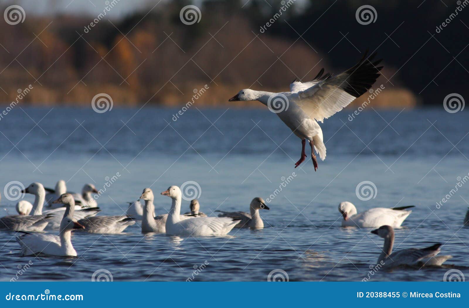 Snow Goose migration stock image. Image of chen, migration - 20388455