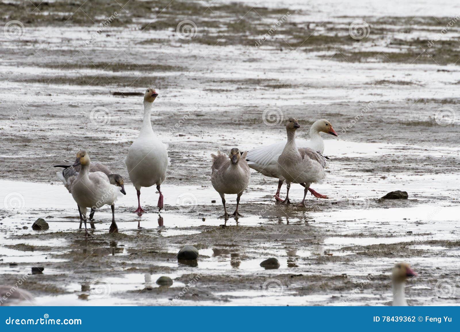Snow Goose stock photo. Image of migratory, canada, nature - 78439362