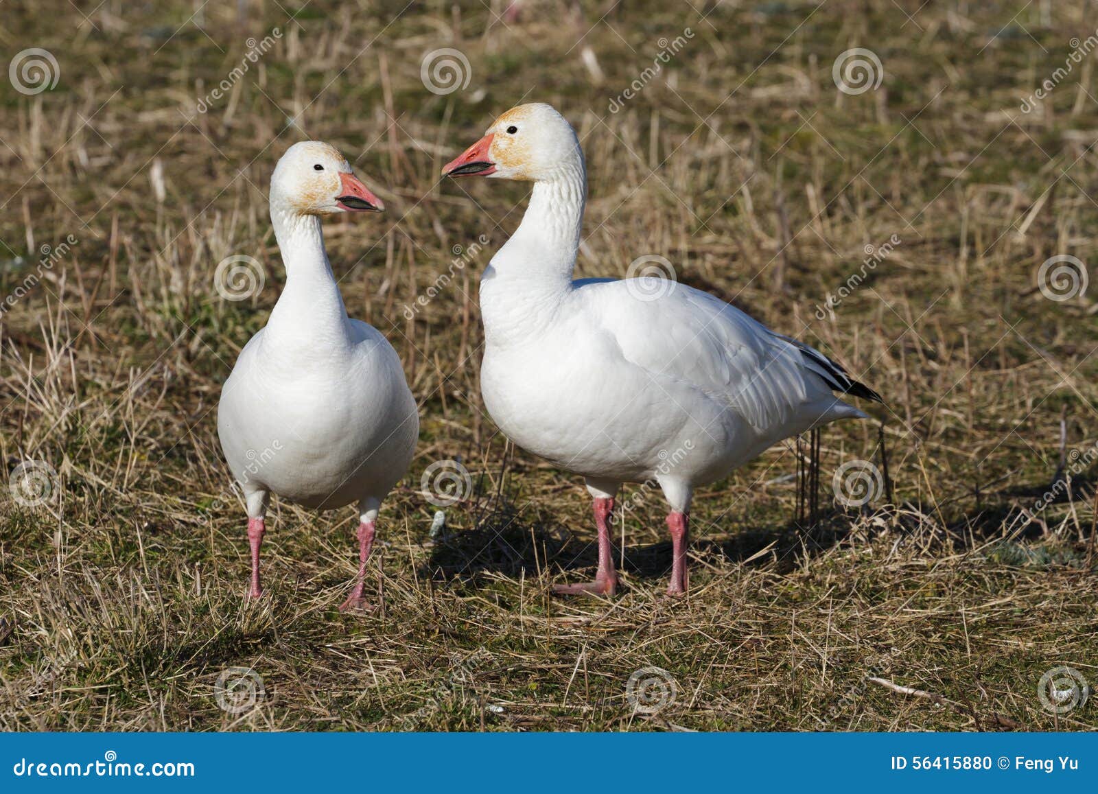 Snow Goose stock photo. Image of goose, snow, vancouver - 56415880
