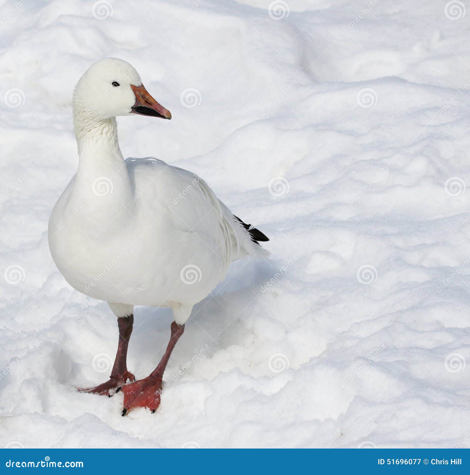 Snow Goose in Snow stock image. Image of single, caerulescens - 51696077