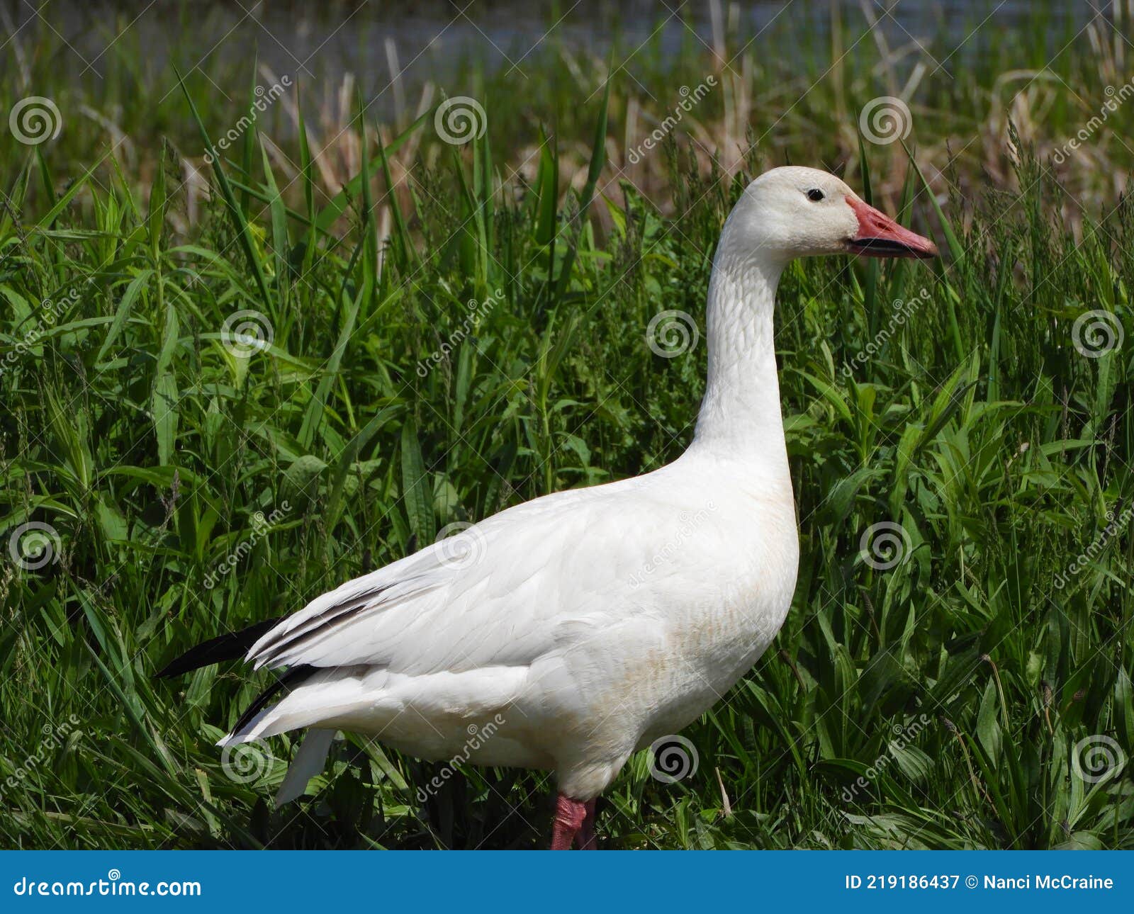 Snow Goose Standing and Alert To Danger in Wetlands Stock Image - Image ...
